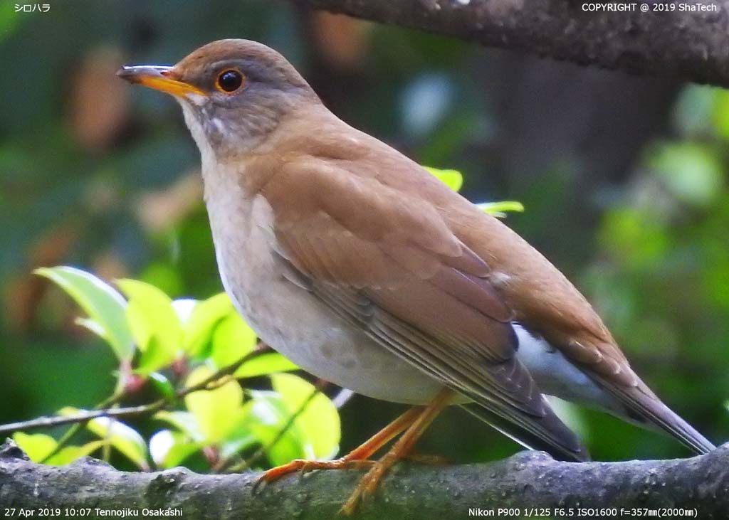 シロハラ/Turdus pallidus/Pale Thrush/Бледный дрозд